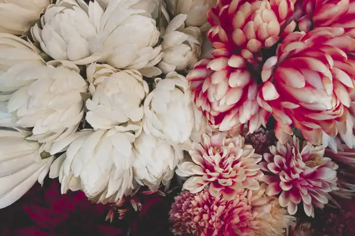 Seram, di Balik Keindahannya, Ini 3 Bunga Pemanggil Makhluk Halus ...