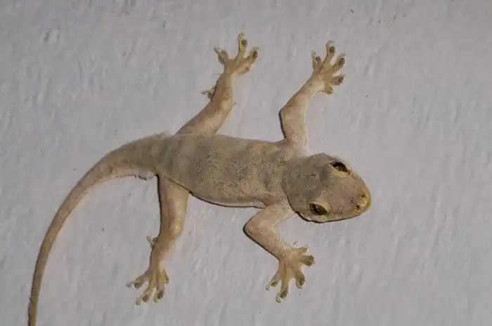 Pengertian Autotomi, Lengkap dengan Cara Kerja dan Contoh Hewannya ...