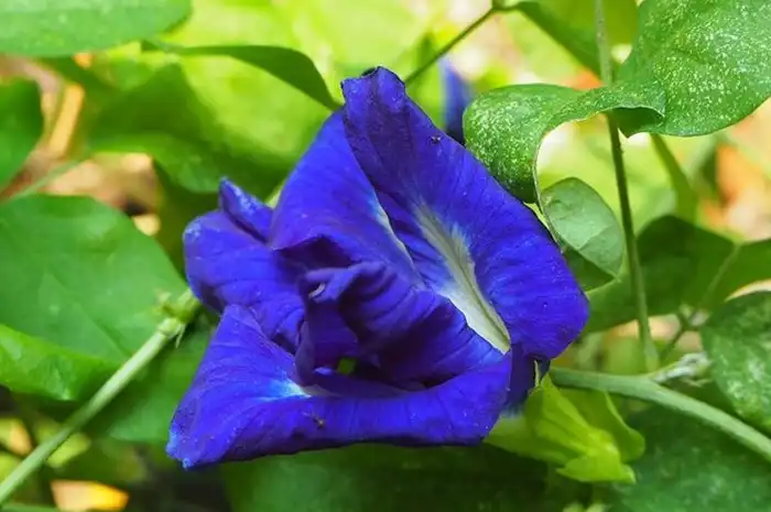 Tak Hanya Sebagai Tanaman Hias, Si Cantik Bunga Telang Juga Kaya ...