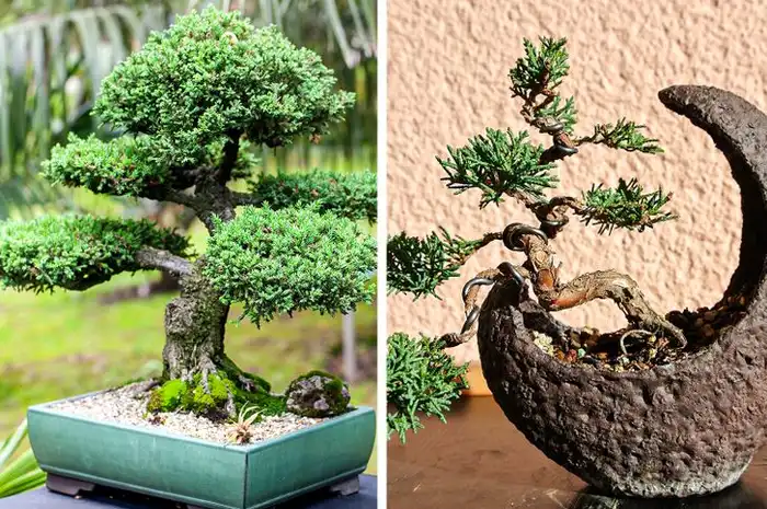 4 Tanaman yang Bisa Mendatangkan Sial, Salah Satunya Bonsai - Sonora.id