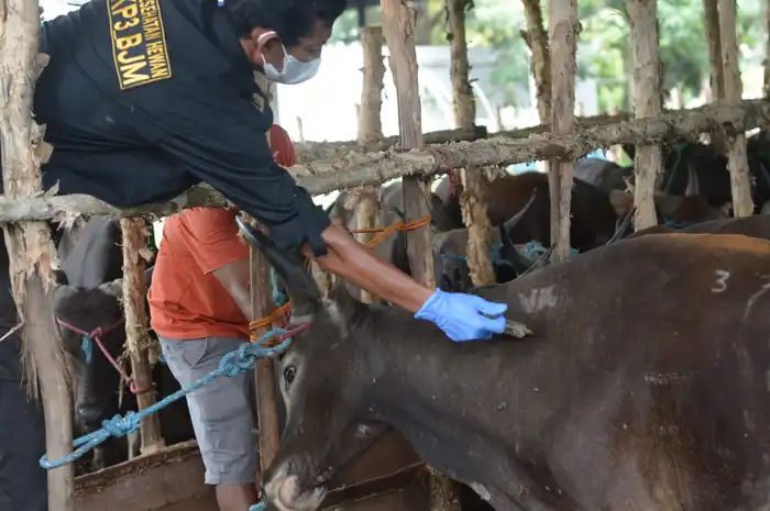 Kelelahan dan Mabuk Laut, Sapi Kurban di RPH Basirih Disuntik Vitamin ...