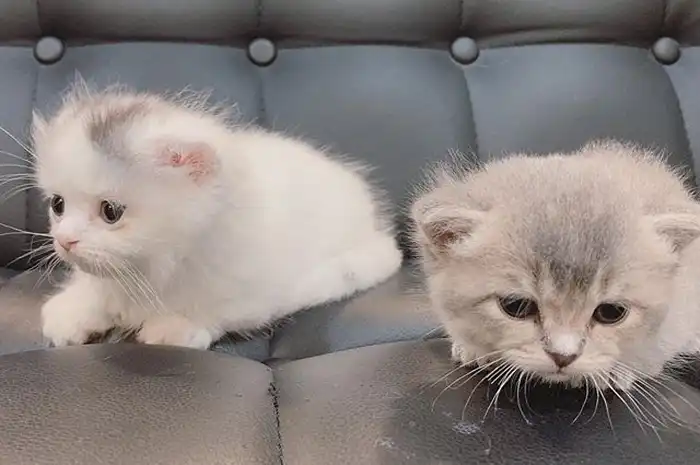 3 Fakta Menarik Kucing yang Bikin Kamu Kagum dan Sulit Percaya - Sonora.id