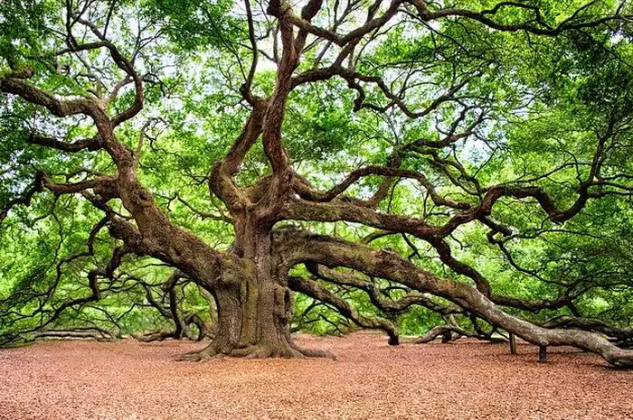 Tak Banyak yang Tahu, Ini 4 Fakta Unik Pohon Oak Salah Satunya Disebut ...