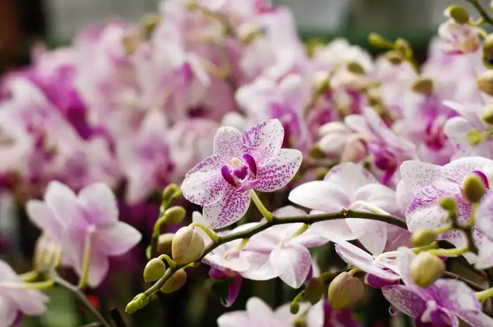 Bunga Sempurna: Pengertian, Ciri-ciri dan Contohnya, Dibahas Lengkap ...