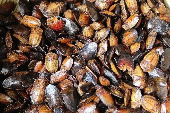 7 Makanan Paling Aneh, tapi Menjadi Santapan Khas dari Berbagai Negara ...