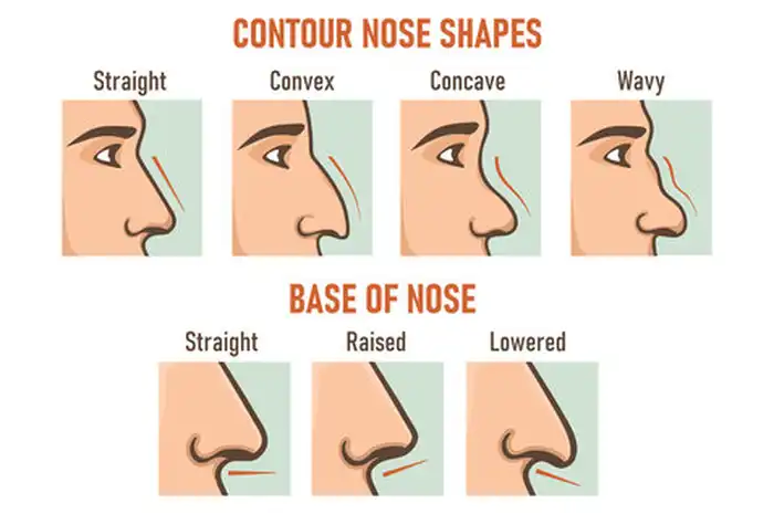 Tes Kepribadian Bentuk Hidung, Ungkap Sifat dan Karaktermu yang ...