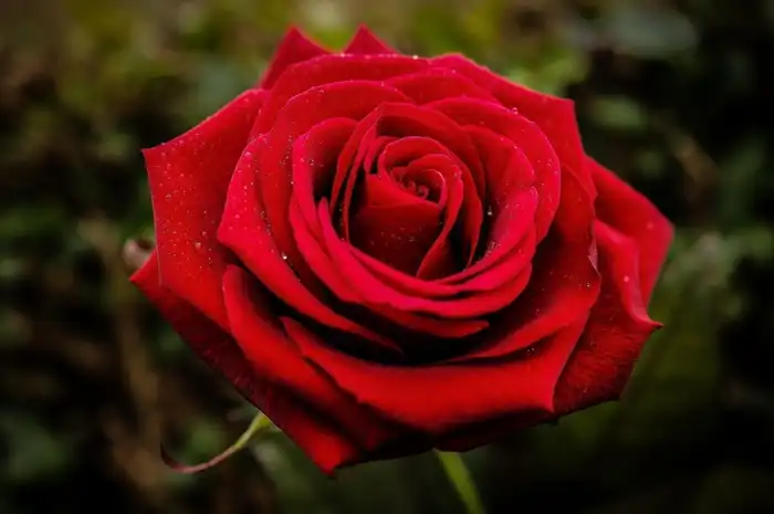 5 Fakta Bunga Mawar: Flora Tertua dengan Harga Jutaan Dolar! - Sonora.id