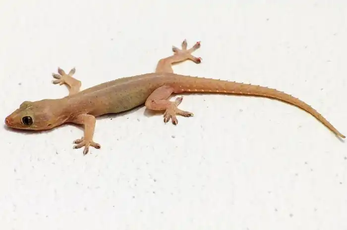 Begini Cara Membuang Sial Akibat Kejatuhan Cicak dalam Agama Islam ...