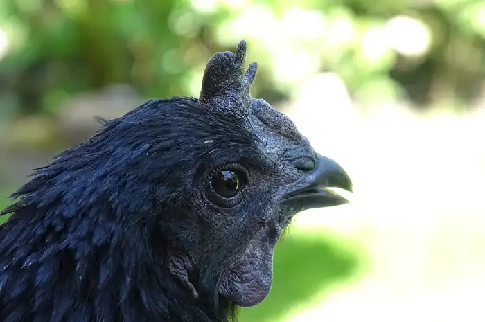 4 Mitos Tentang Ayam Cemani yang Sering Dikaitkan dengan Hal Gaib ...