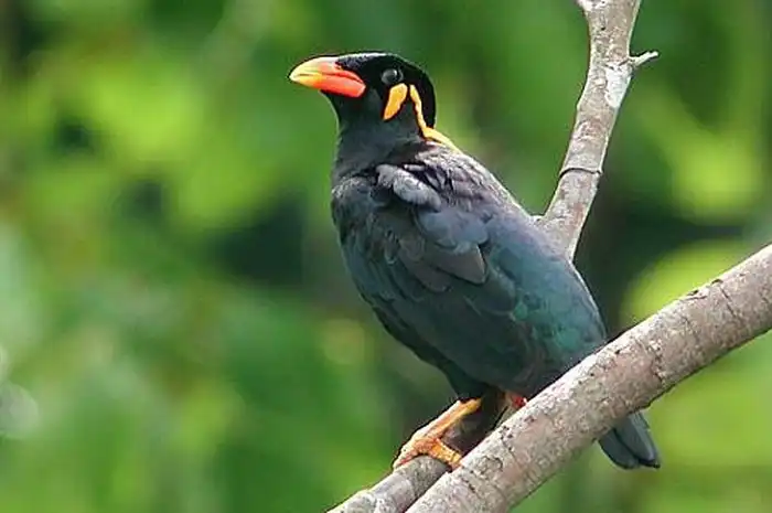 Agar Utang Piutang Lunas, Cepat Bersedekah Ketika 7 Hewan Ini Masuk ...