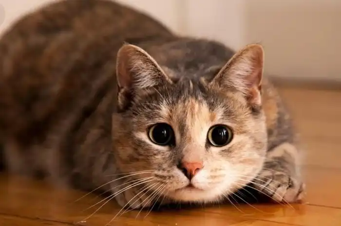 35 Nama Kucing Korea yang Lucu dan Unik, Lengkap dengan Artinya - Sonora.id