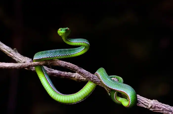 Hii... Buang Jauh-jauh kalau Ada Tanaman Ini di Depan Rumah, Bisa ...