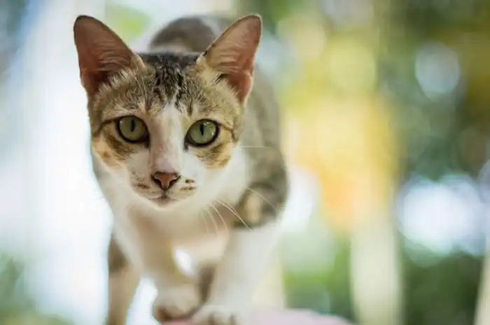 Terungkap! Ternyata ini Alasan Kucing Tiba-tiba Datang ke Rumah - Sonora.id