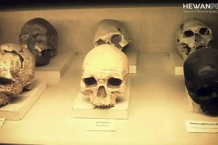 Berikut Ini Daftar 7 Manusia Purba yang Ditemukan di Indonesia! - Sonora.id