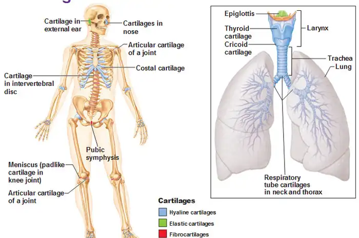 6 Contoh Organ Tubuh yang Tersusun dari Tulang Rawan, Apa Saja? - Sonora.id