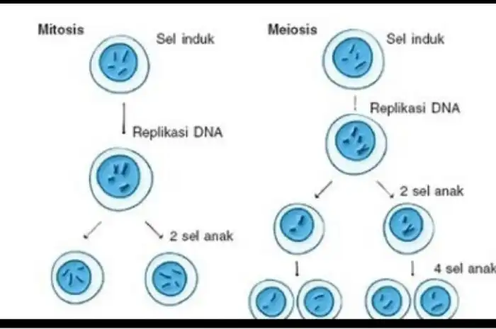 Memahami Pembelahan Sel Mitosis pada Hewan, Lengkap dengan Tahapannya ...