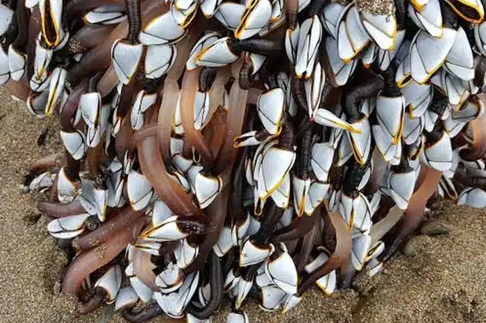 Pengertian Lengkap dan Contoh Simbiosis Parasitisme - Sonora.id