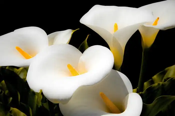 Luar Biasa, Ini 4 Arti Bunga Lily Menurut Warna yang Mewakili ...