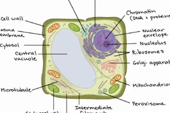 Inilah Fungsi Plastida dalam Tumbuhan, Lengkap dengan Ciri-Cirinya ...