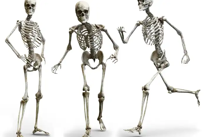 5 Fungsi Tulang Paha atau Femur, Mata Pelajaran Kelas 5 SD Tema 1 ...