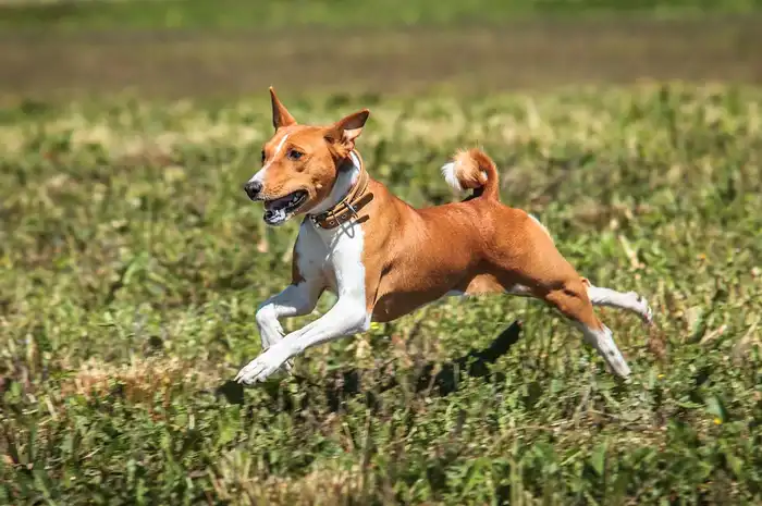 11 Arti Mimpi Dikejar Anjing, Simak Pertanda Baik dan Buruknya! - Sonora.id