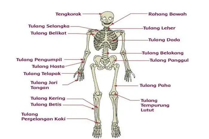 Fungsi Tulang Kering Bagi Tubuh Manusia, Materi Pelajaran Biologi ...