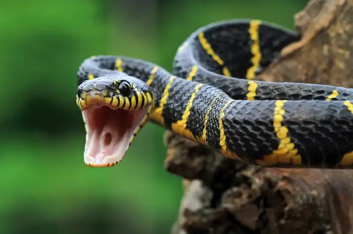 5 Jenis Ular yang Sering Masuk Rumah, Awas Berhati-hatilah! - Sonora.id