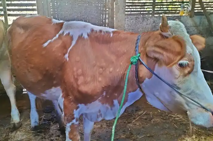 Kena Gejala LSD, Warga Sragen Banting Harga Sapi - Sonora.id