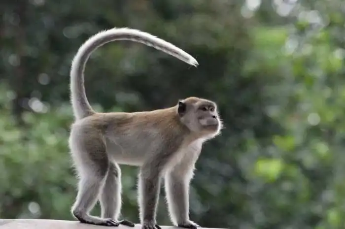 7 Fungsi Ekor pada Hewan, Ternyata Tak Hanya untuk Memukul - Semua ...