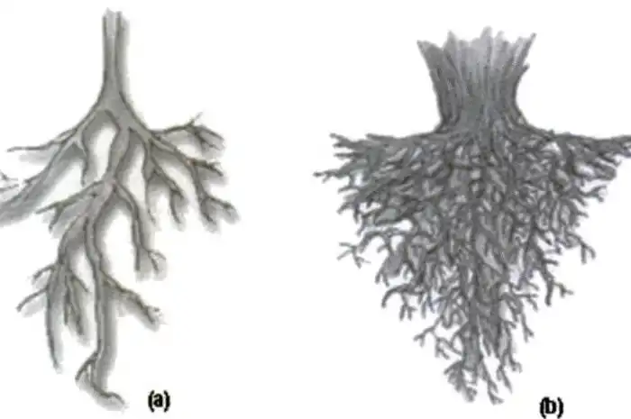 Perbedaan Akar Tunggang dan Akar Serabut, Lengkap Daftar Tanamannya ...
