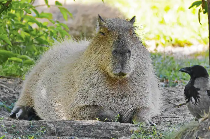 Kenapa Capybara Tidak Dimakan Buaya? Ini Penjelasan Ilmiahnya - Sonora.id