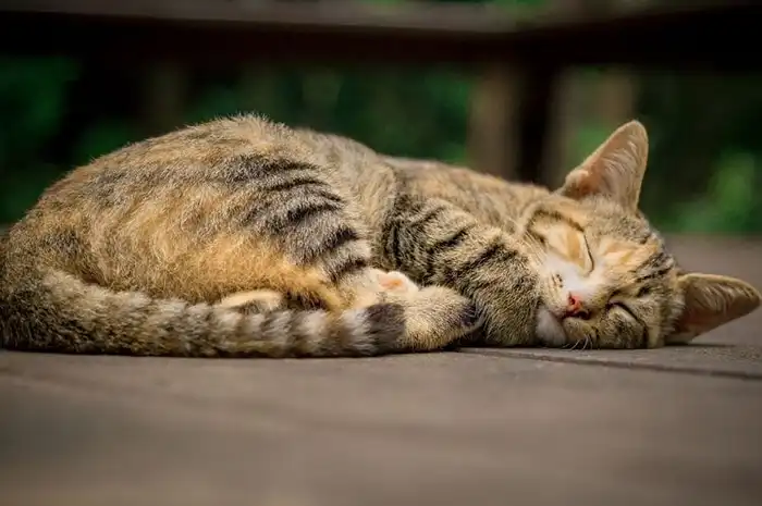 Kucing Anda Bau? Bisa Jadi Pertanda Bakal Mati, Cek Ulasannya Berikut ...