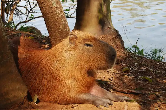 5 Fakta Capybara yang Dipanggil 'Masbro', Ternyata Punya Kebiasaan Unik ...