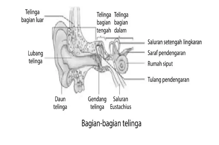 Cara Kerja Telinga dan Gangguan-gangguannya: Materi IPA Kelas 4 SD ...