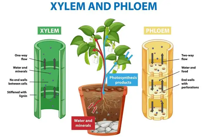 6 Jenis Jaringan pada Tumbuhan, Beserta Fungsi dan Ciri-Cirinya - Sonora.id
