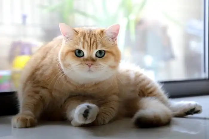 Terungkap! Ternyata ini Alasan Kucing Bisa Berubah Warna - Sonora.id