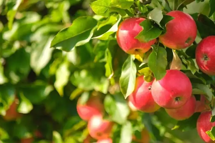 Fungsi Buah pada Tumbuhan dan Strukturnya - Sonora.id