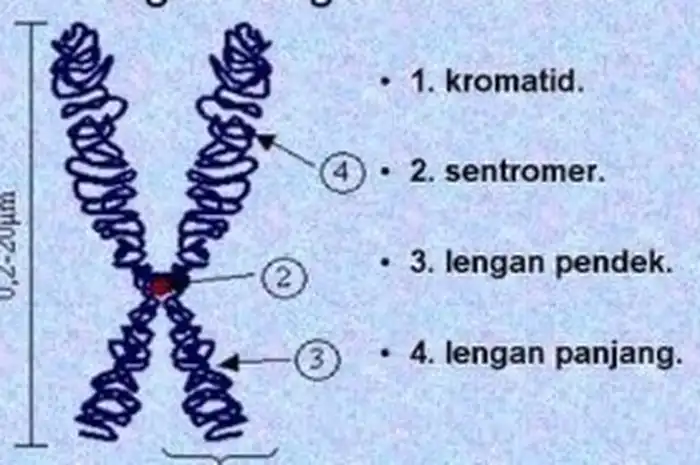 Kromosom: Pengertian, Struktur, dan Fungsi - Sonora.id