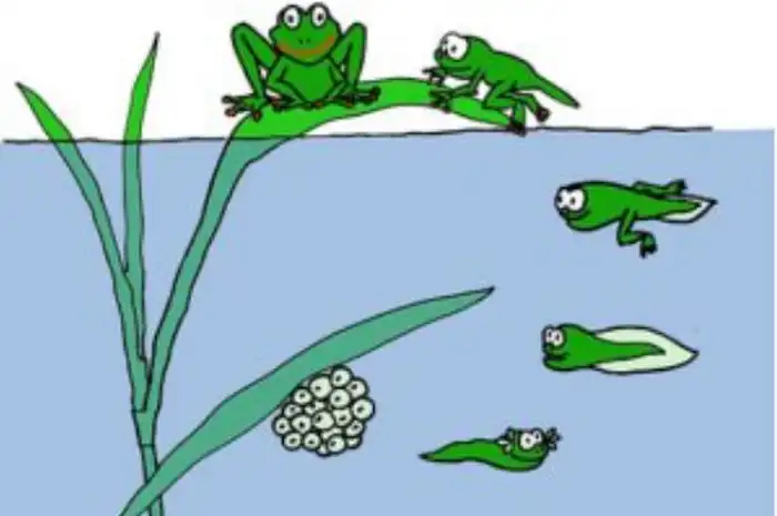 Daur Hidup Katak dari Telur hingga Katak Dewasa, Lengkap! - Sonora.id