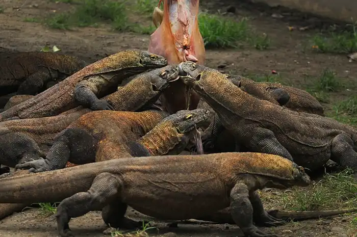 7 Fauna Indonesia Bagian Tengah, Ada Komodo dan Monyet Hitam - Sonora.id