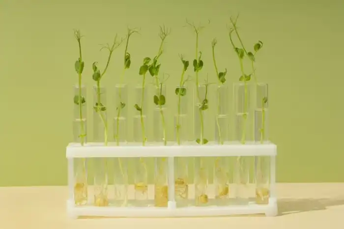 Urutan Tahapan Kultur Jaringan, Lengkap dengan Pengertiannya - Sonora.id