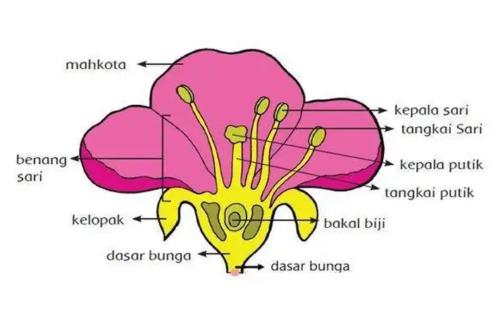 Berikut Ini Pengertian dan Macam-macam Penyerbukan Pada Tumbuhan ...