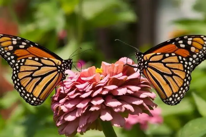 23 Contoh Simbiosis Mutualisme, Komensalisme dan Parasitisme - Sonora.id