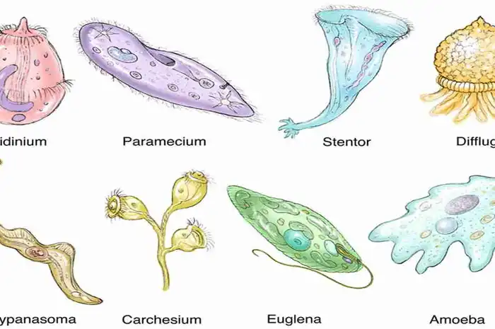 Berikut Ini Pengertian dan 9 Ciri-ciri Protista yang Bisa Kamu Pelajari ...