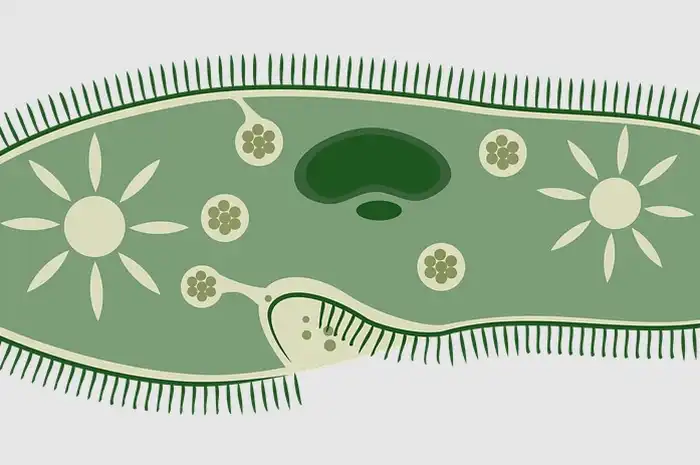 Pengertian dan Contoh Kingdom Protista, Simak Selengkapnya - Sonora.id