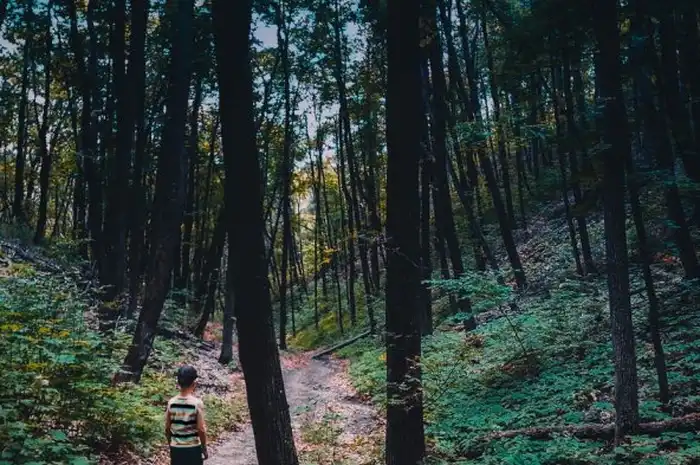 Apa yang Dimaksud dengan Lingkungan Alam? Berikut Penjelasannya - Sonora.id