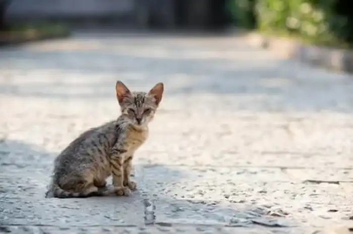 Doa Tidak Sengaja Menabrak Kucing Latin, Arab, dan Artinya - Sonora.id