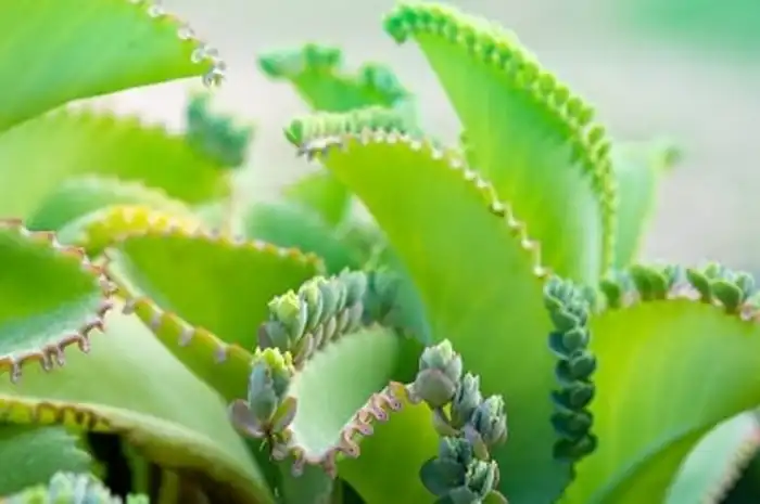 Mengenal Tunas Adventif: Pengertian dan Contoh Tumbuhannya - Sonora.id