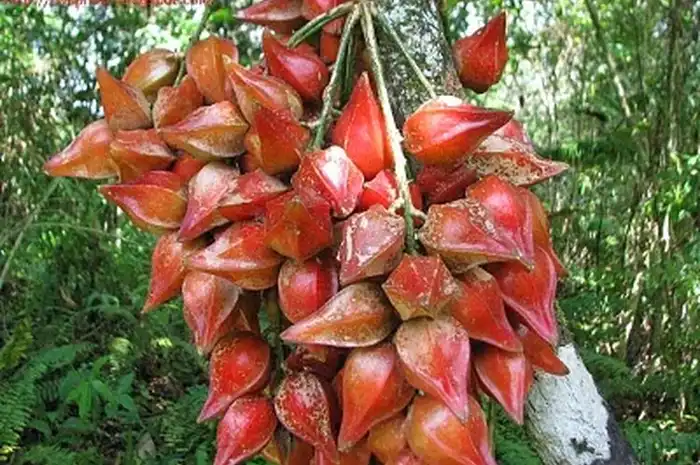 5 Buah -buahan Khas Kalimantan, Namanya Unik! - Sonora.id