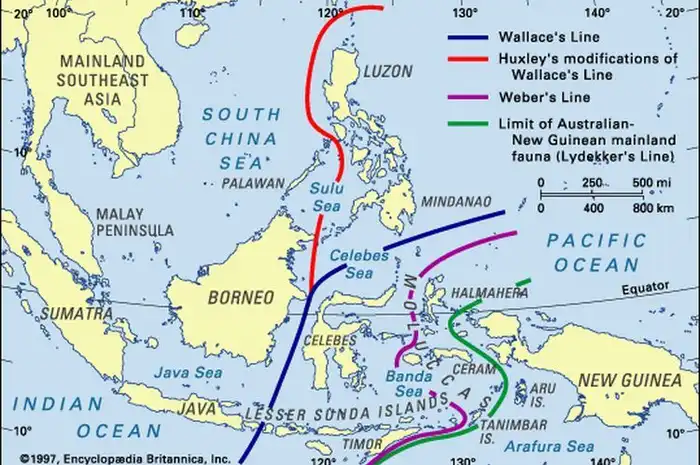 Mengenal Garis Wallace dan Garis Weber yang Memisahkan Flora dan Fauna ...